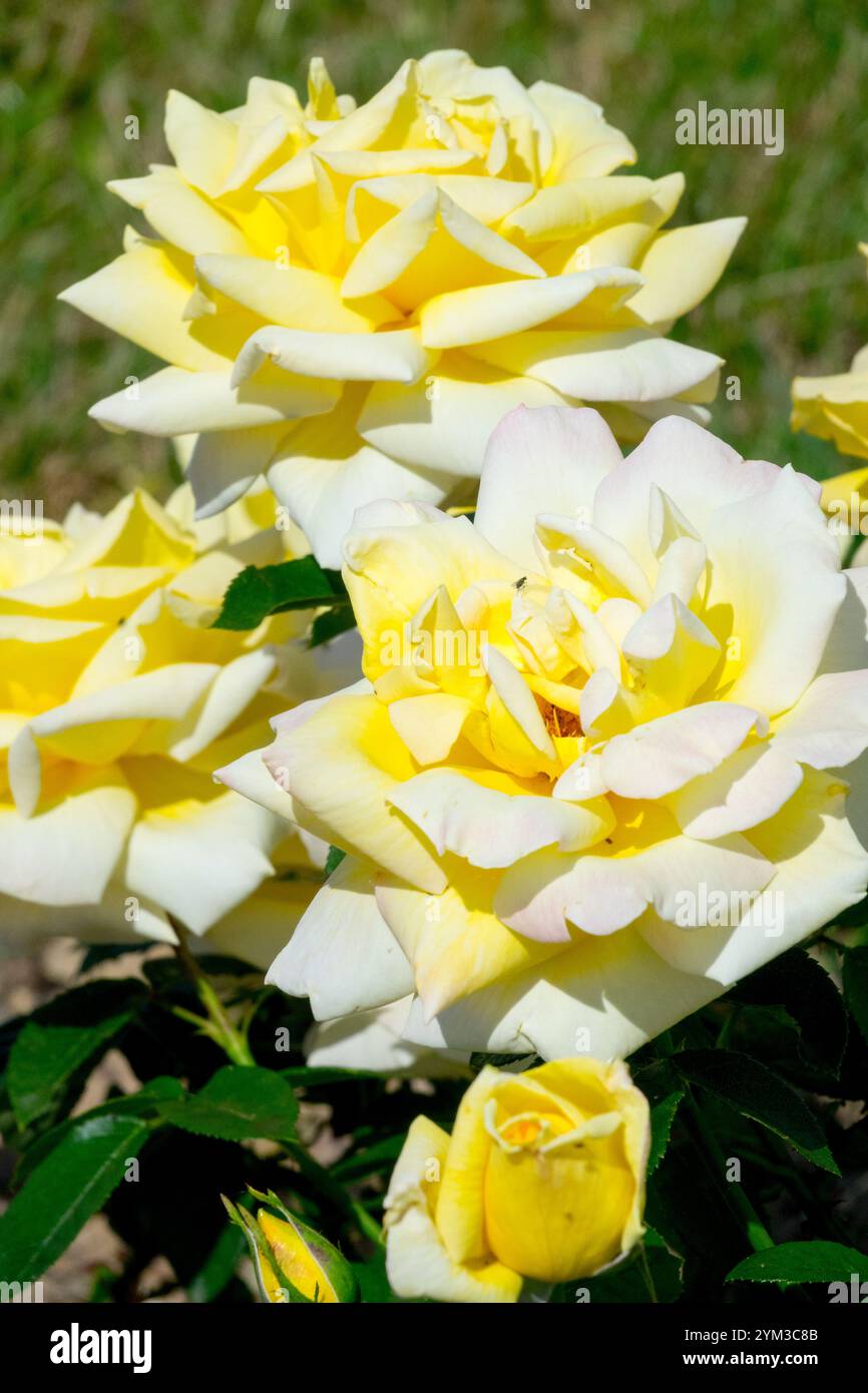 Rosa amatsu otome hi-res stock photography and images - Alamy