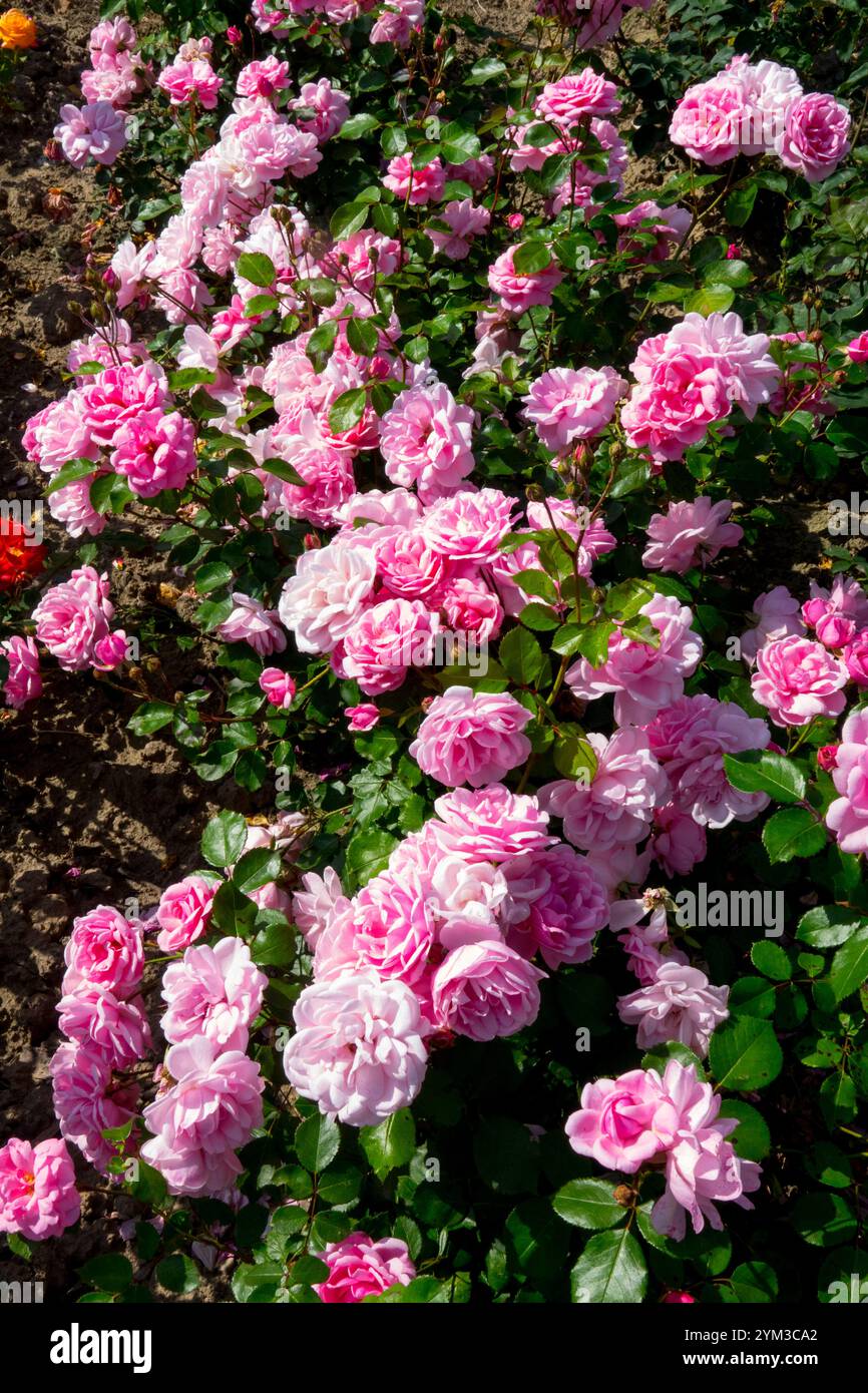 Milrose hi-res stock photography and images - Alamy