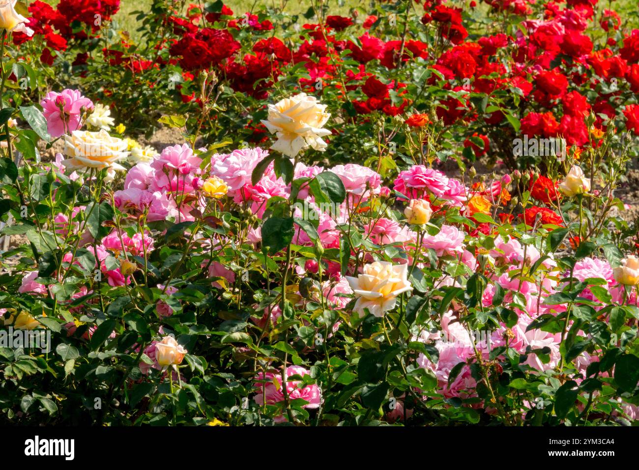 Rose bed hi-res stock photography and images - Alamy