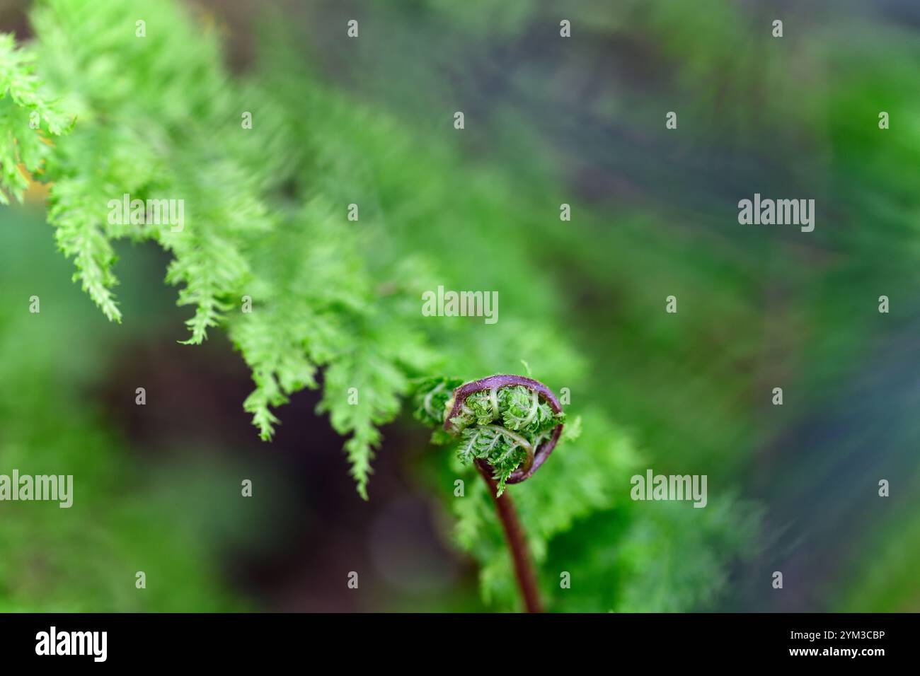 Athyrium filix-femina Vernoniae Cristatum,fern,ferns,feathery filigree ...