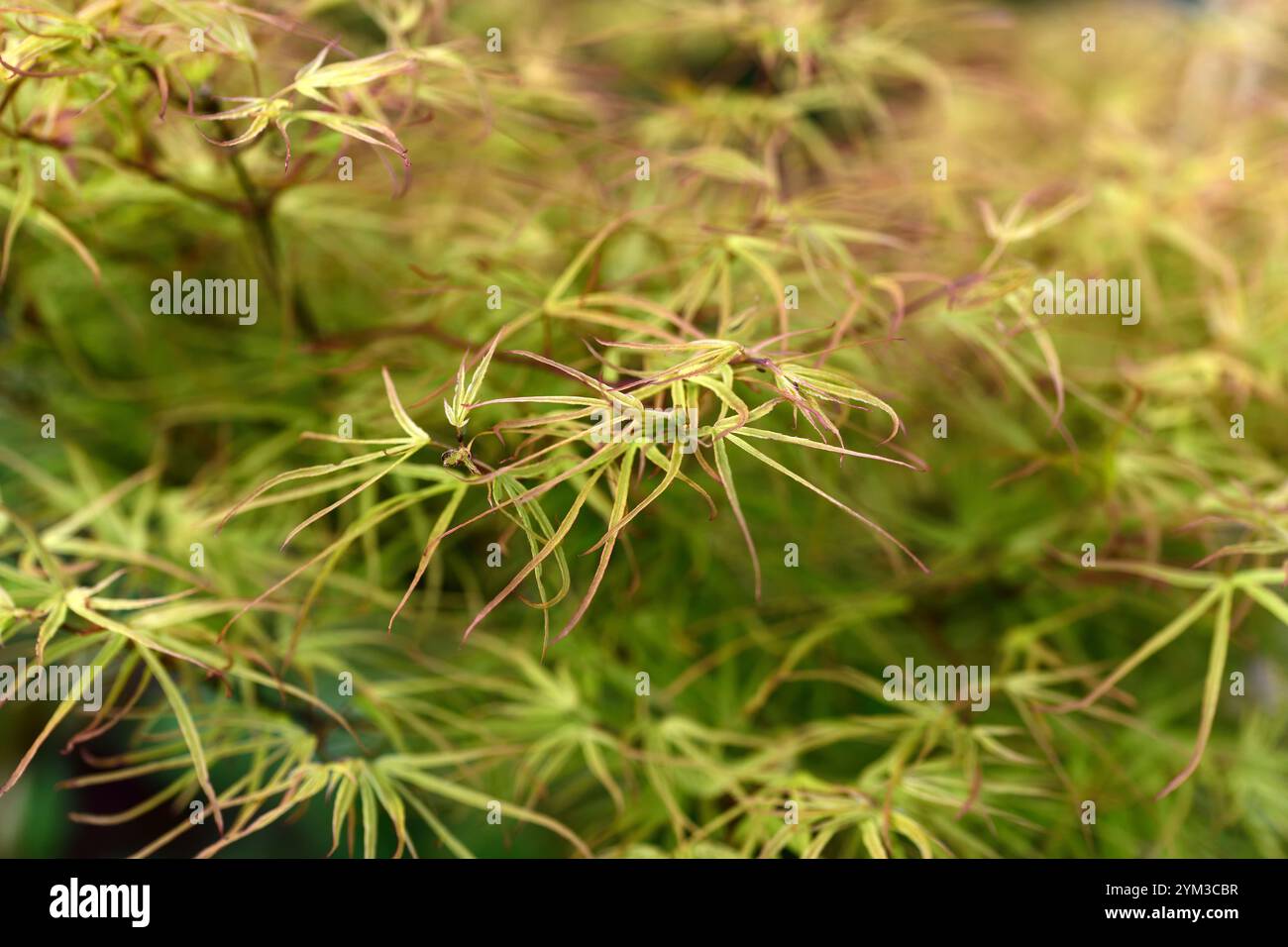 acer palmatum villa taranto,upright linearilobum Japanese maple,new ...