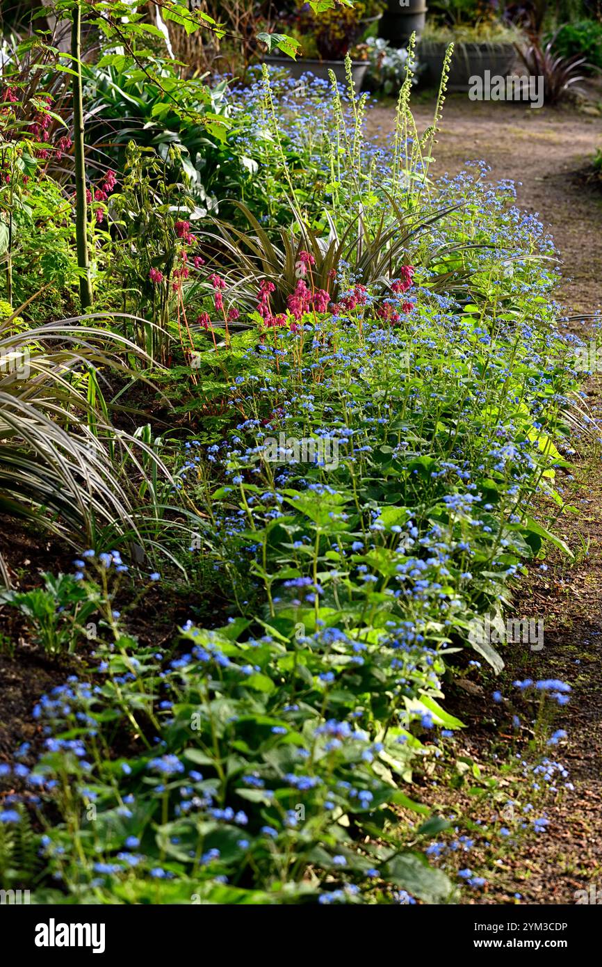 Brunnera macrophylla Langtrees,blue flowers,blue forget me not shade ...