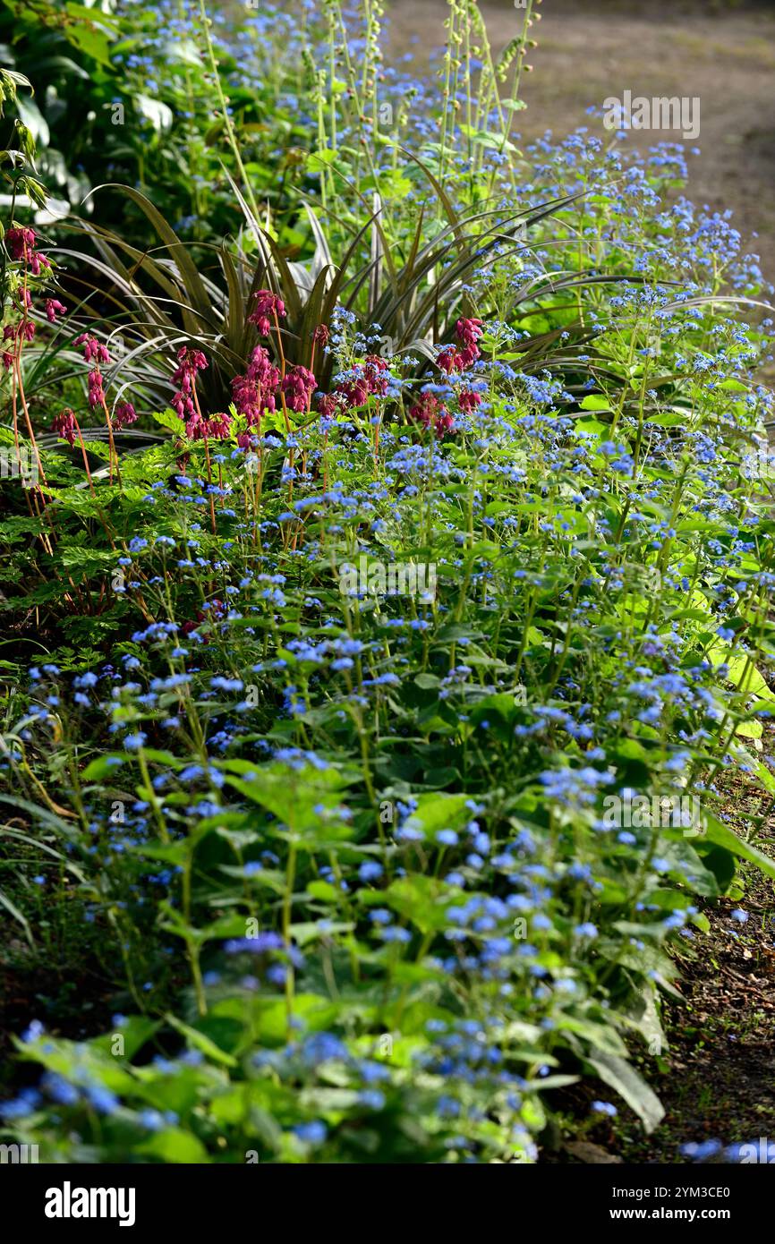 Brunnera macrophylla Langtrees,blue flowers,blue forget me not shade ...