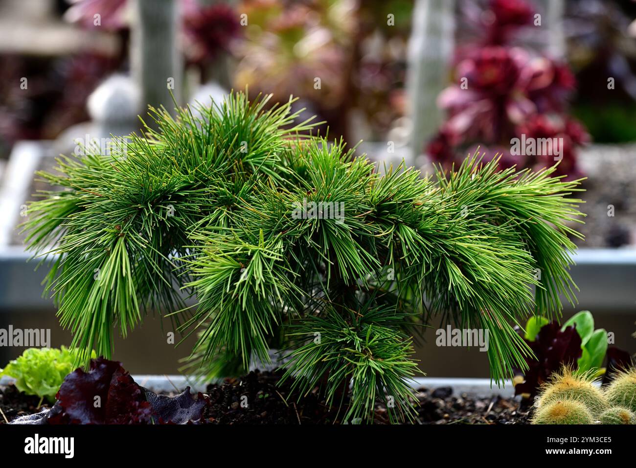 cedrus libani hedgehog,cedar of lebanon,dwarf slow growing cedar,dwarf ...
