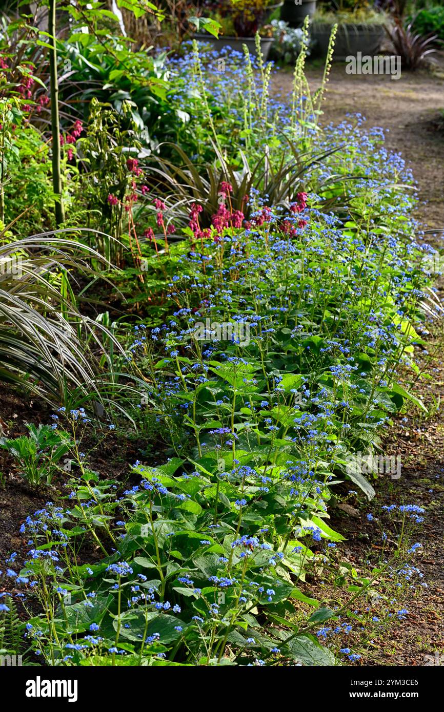 Brunnera macrophylla Langtrees,blue flowers,blue forget me not shade ...
