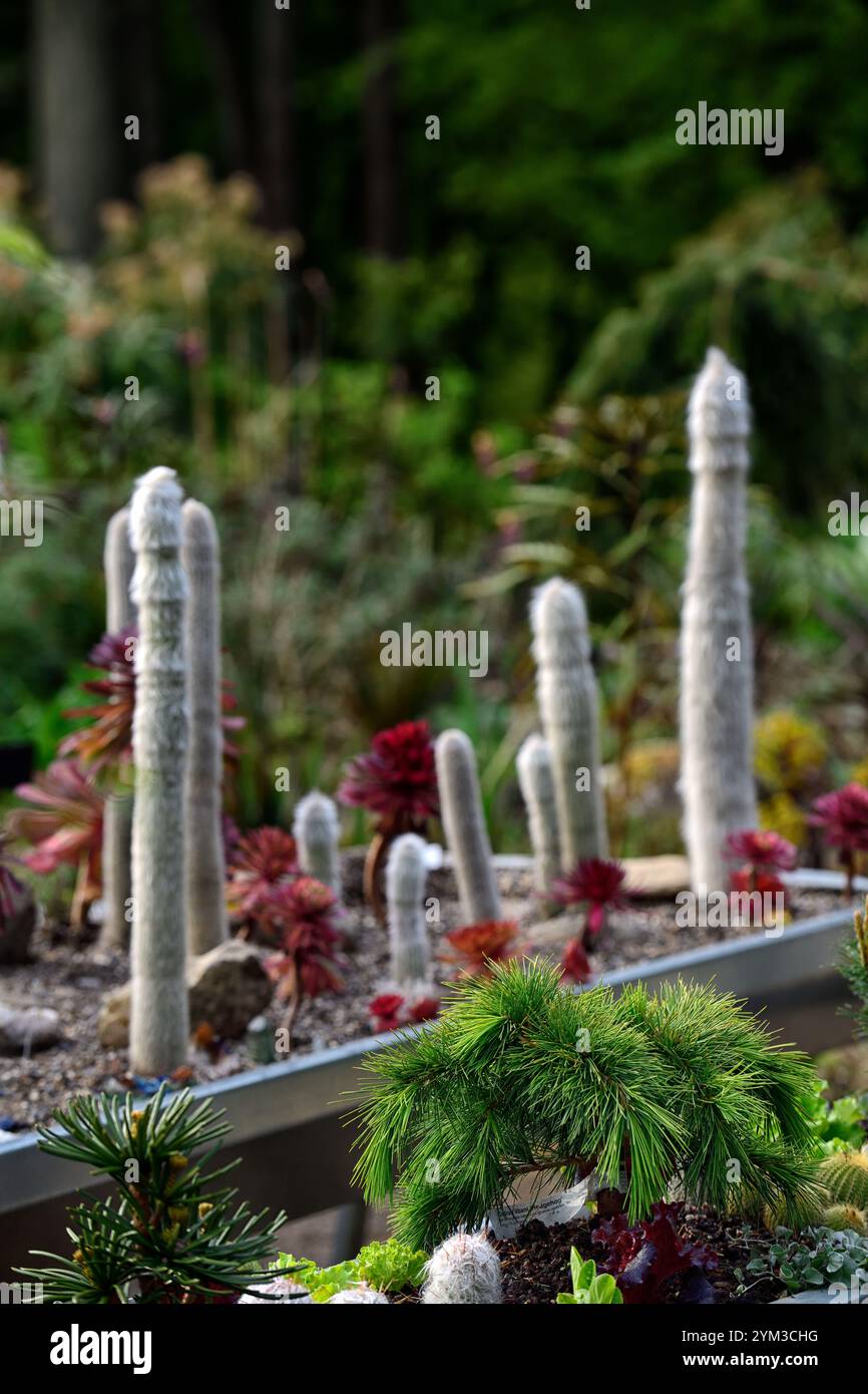 cedrus libani hedgehog,cedar of lebanon,dwarf slow growing cedar,dwarf ...