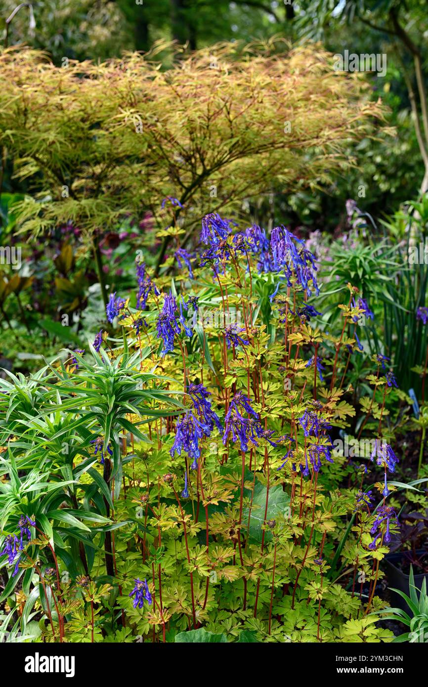 corydalis elata golden spinners,bright golden green foliage,purple blue ...