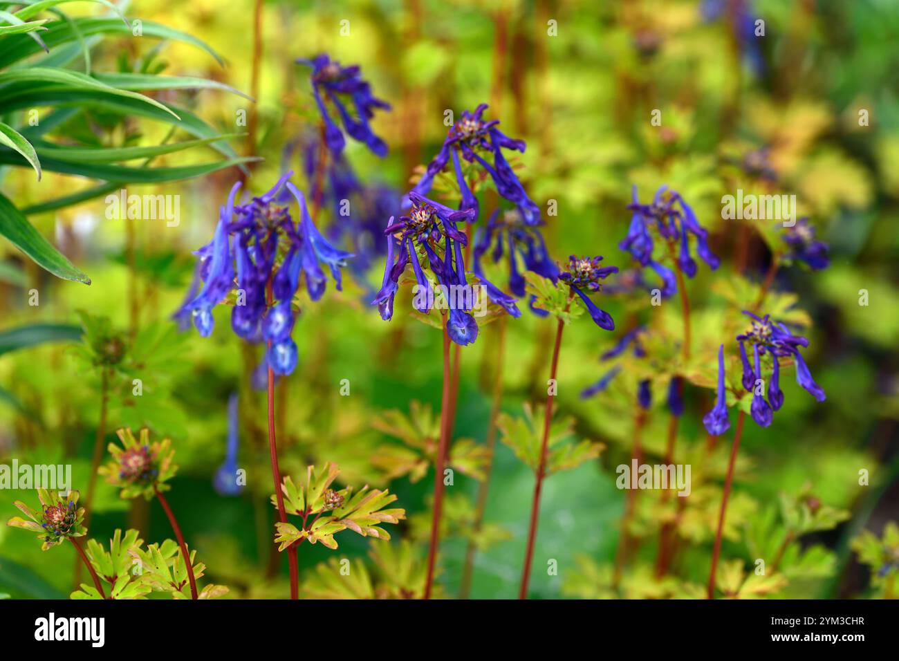 corydalis elata golden spinners,bright golden green foliage,purple blue ...