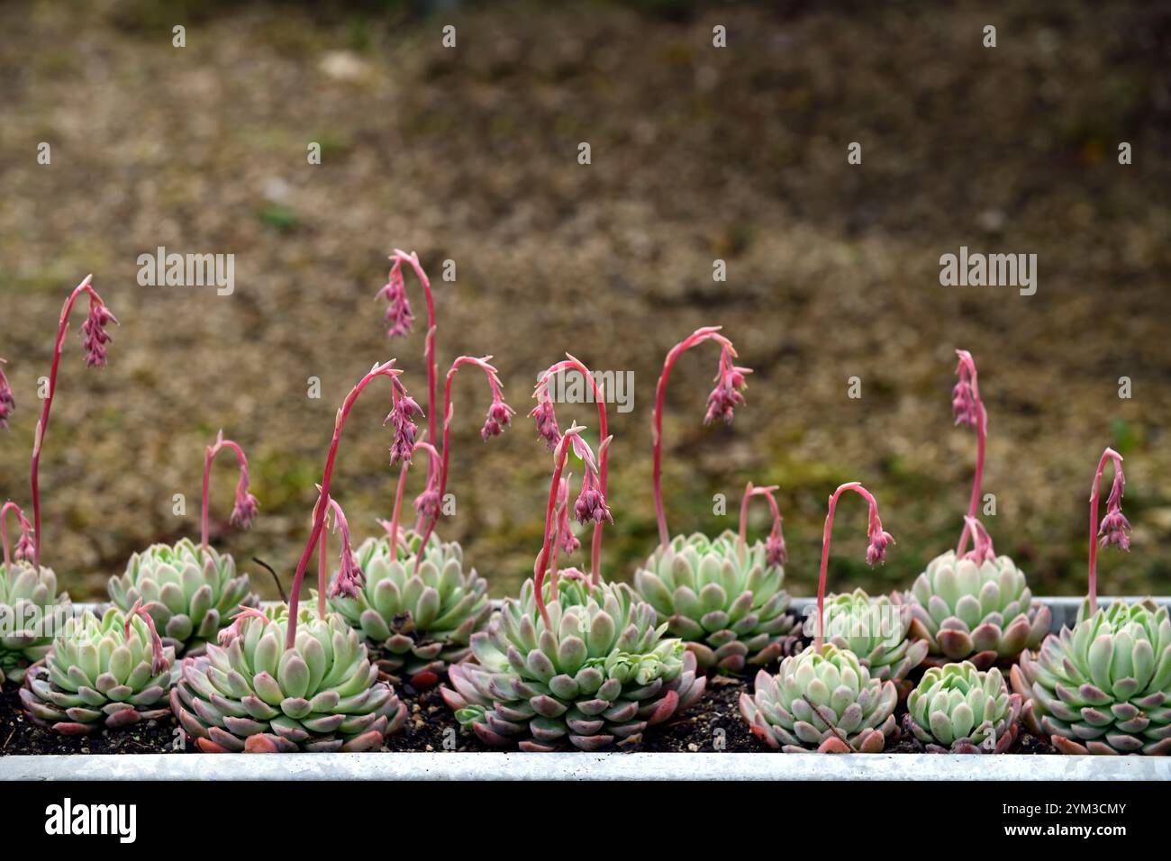 Echeveria,Echeverias,succulent,succulents,unusual container,unusual ...