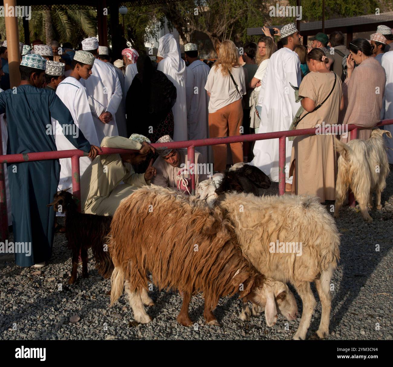 Trading of livestock hi-res stock photography and images - Alamy