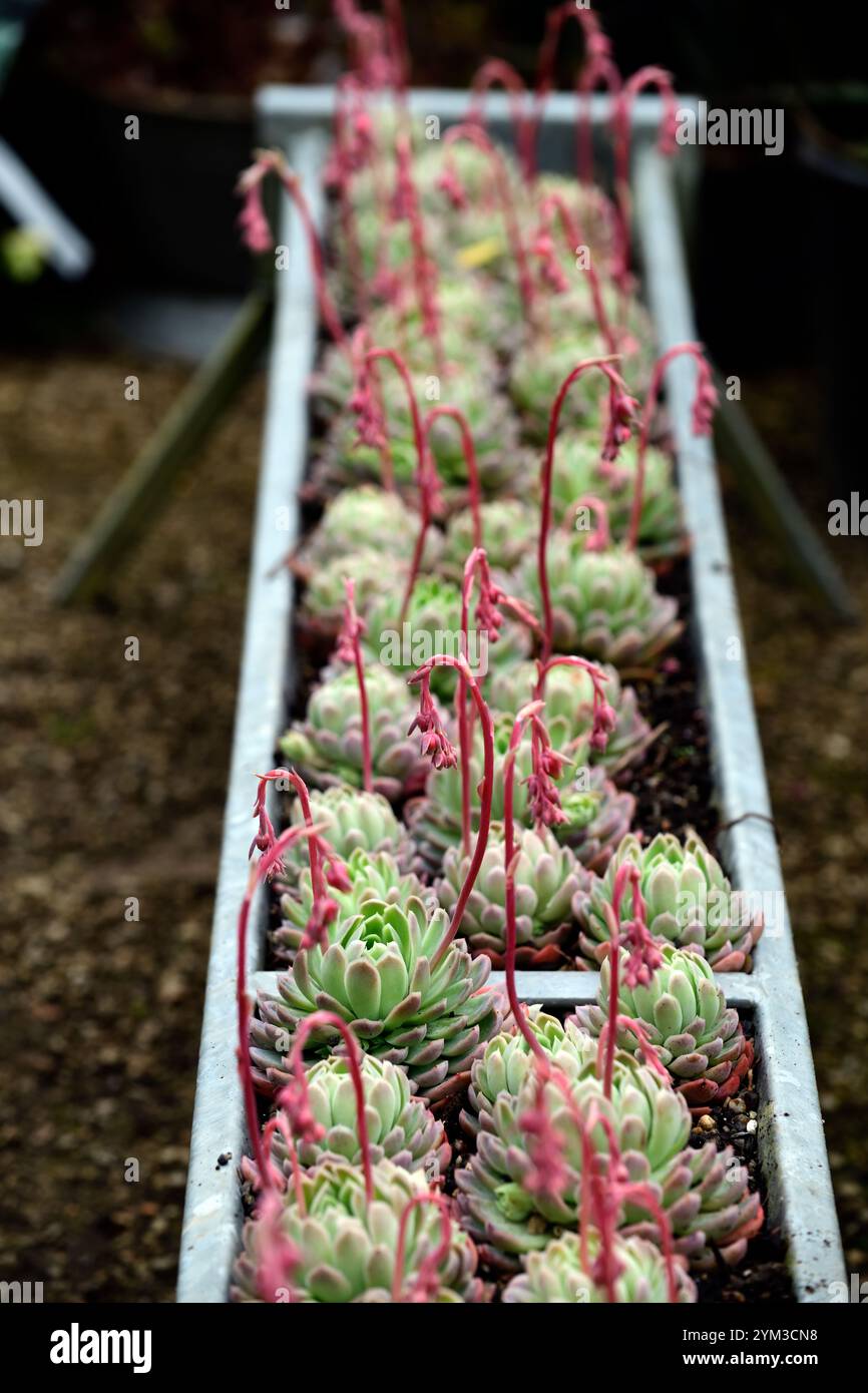 Echeveria,Echeverias,succulent,succulents,unusual container,unusual ...