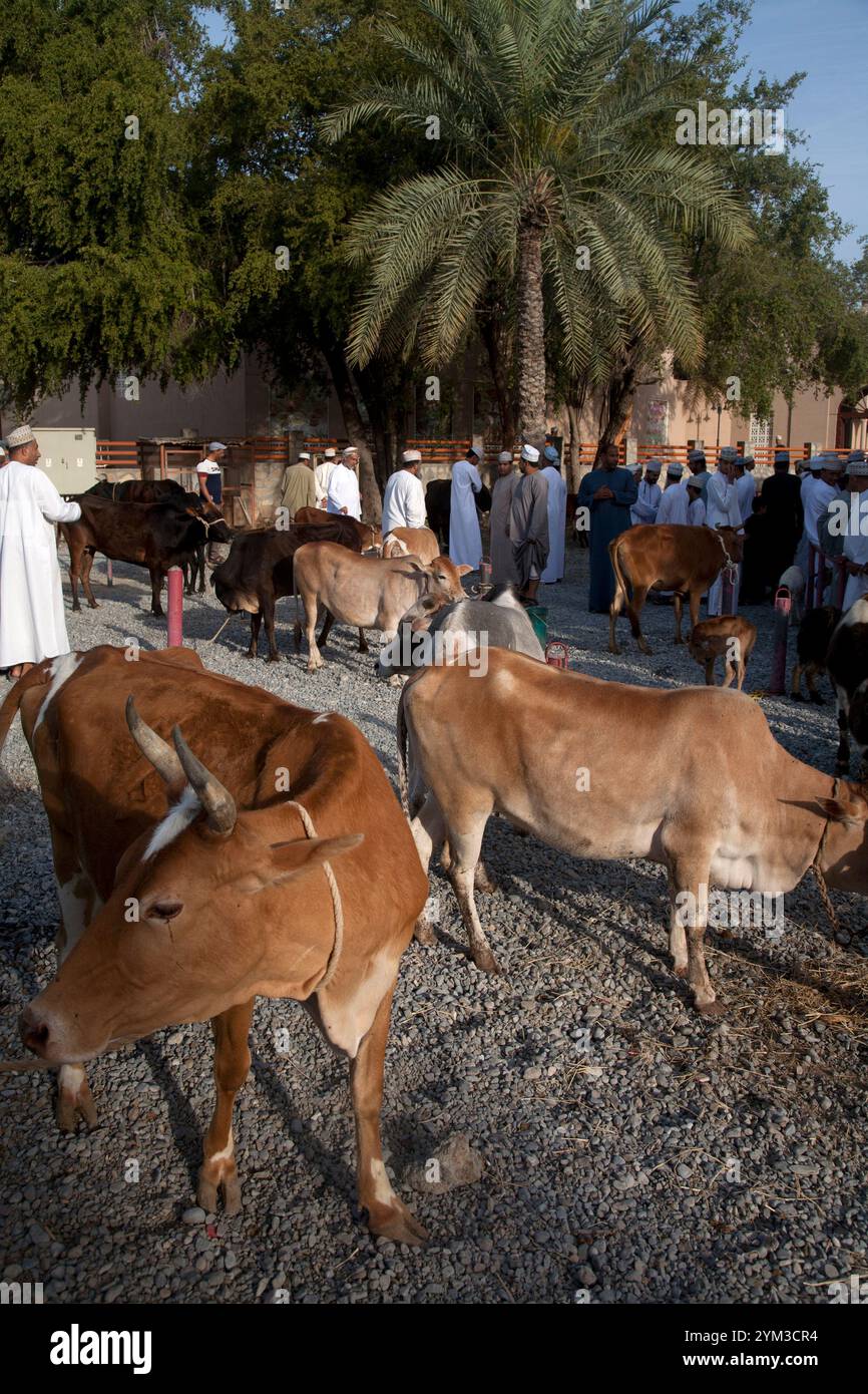 cattle at livestock market nizwa oman middle east Stock Photo - Alamy