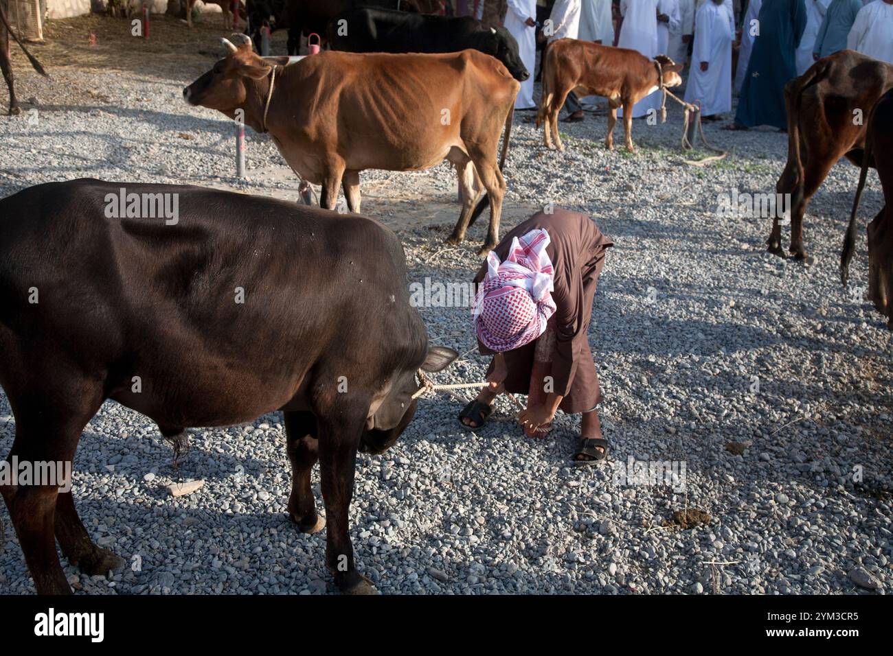 boy amidst cattle at livestock market nizwa oman middle east Stock ...