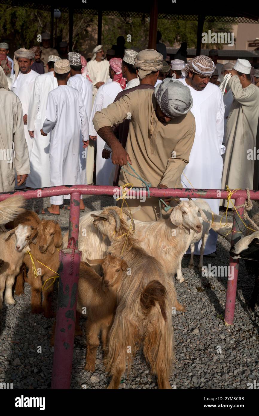 tethering goats at nizwa livestock market oman middle east Stock Photo ...