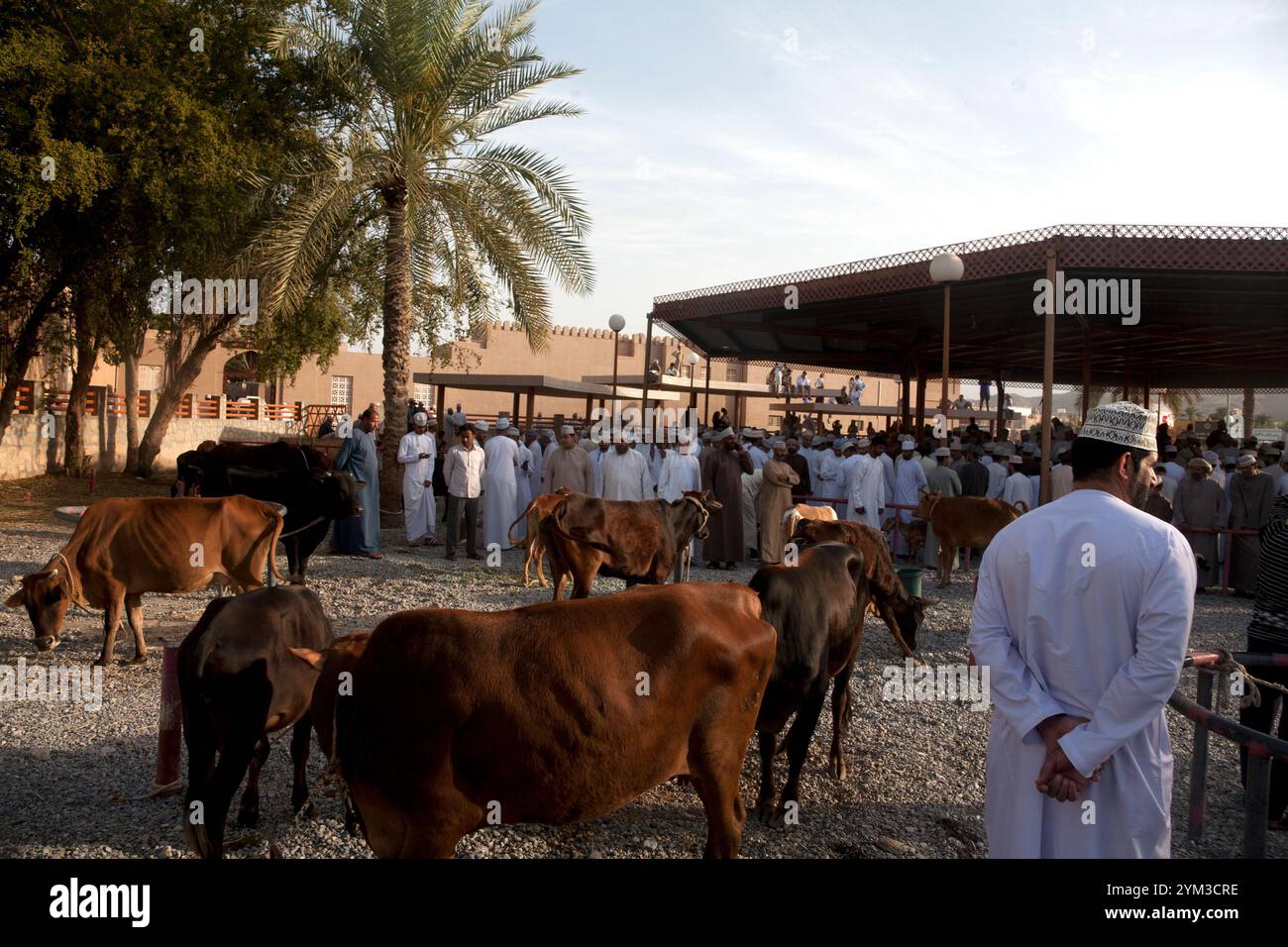 Tethered to trees hi-res stock photography and images - Alamy