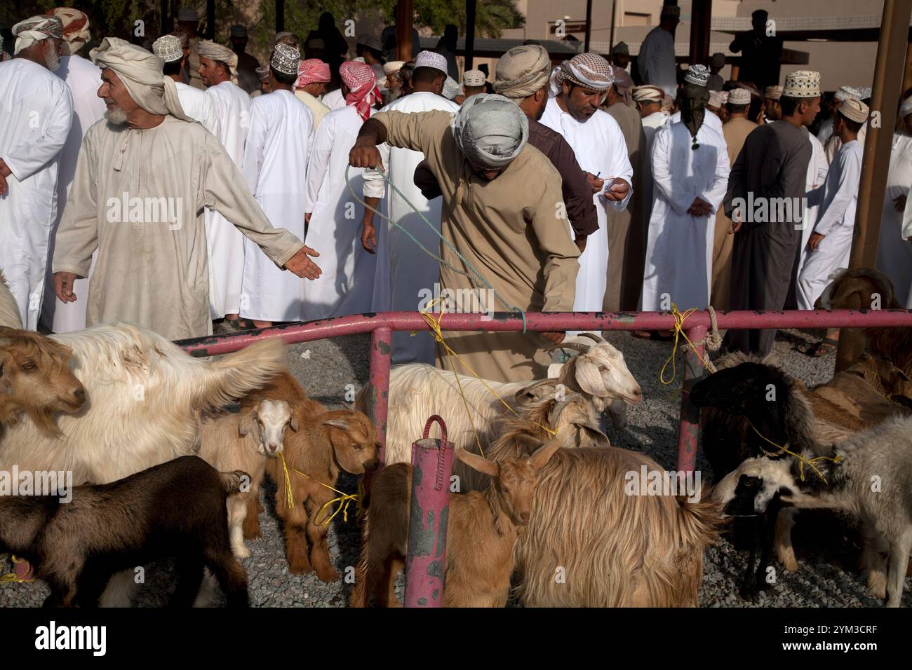 tethering goats at nizwa livestock market oman middle east Stock Photo ...