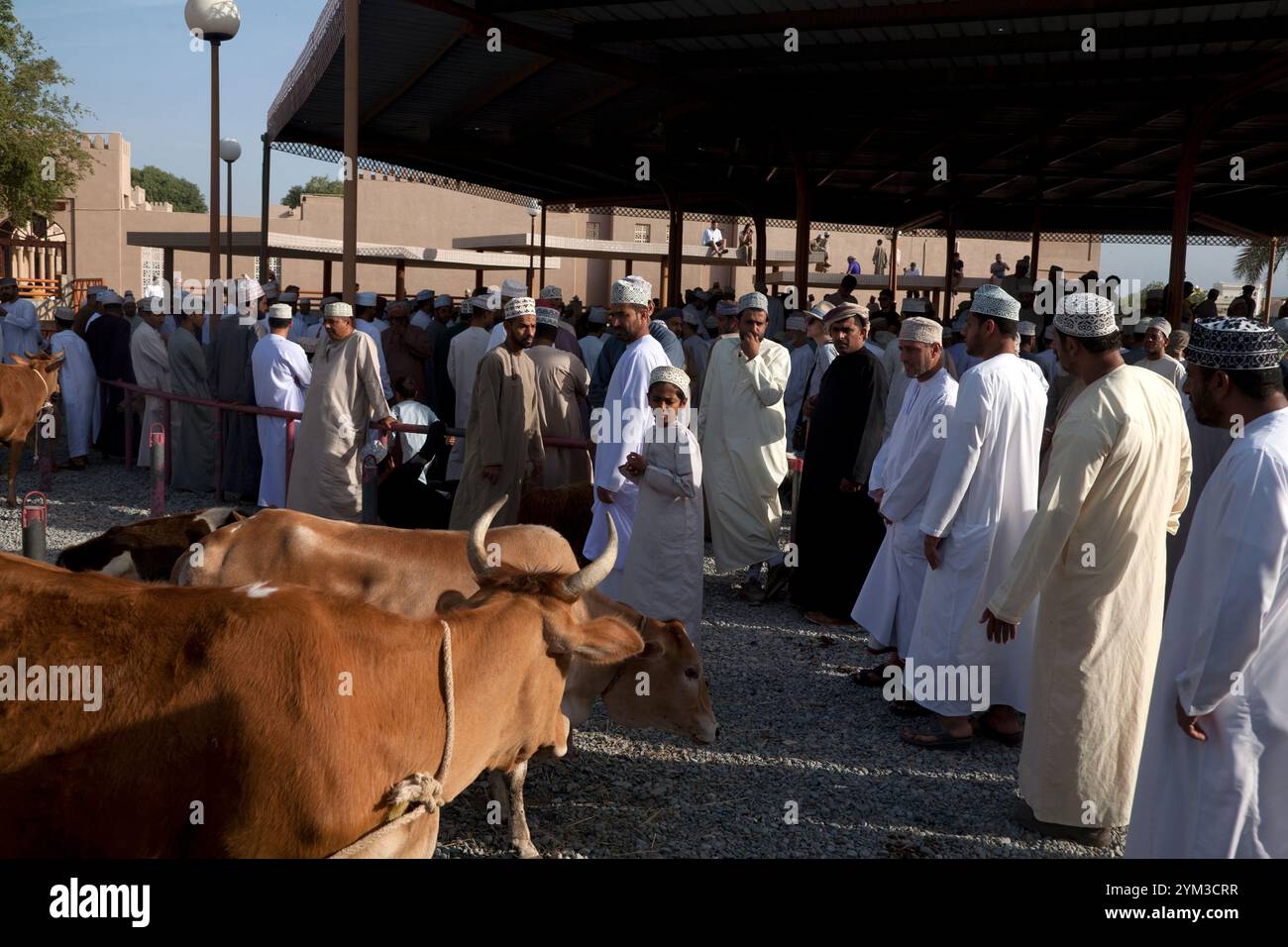 tethered cattle at nizwa livestock market oman middle east Stock Photo ...
