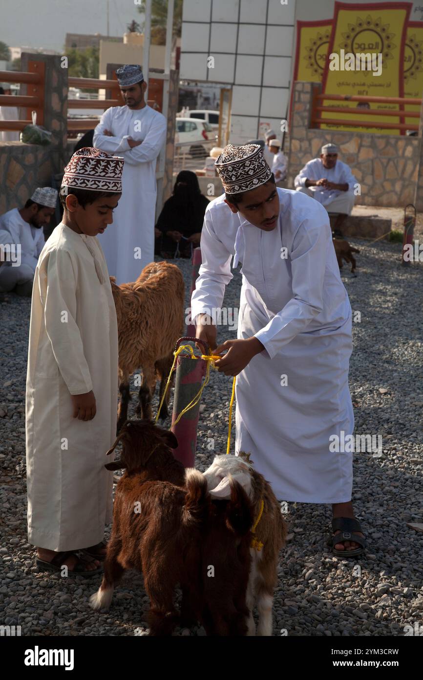 two young omanis tethering goats at nizwa livestock market oman middle ...