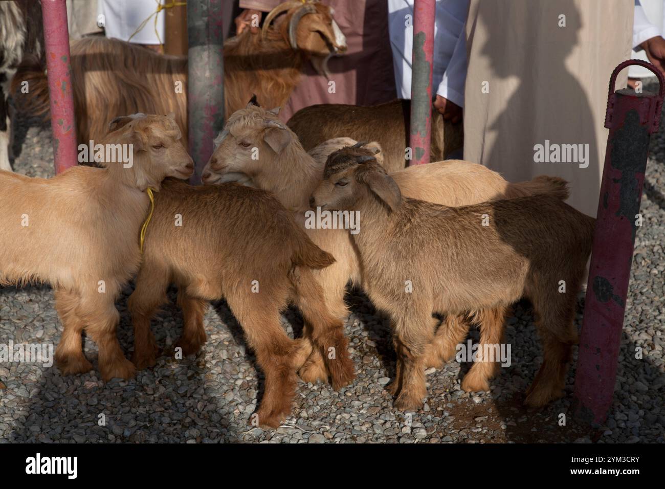 kid goats at nizwa livestock market nizwa oman middle east Stock Photo ...
