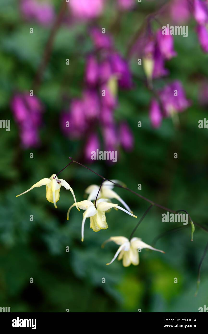 Epimedium Flowers of Sulphur,yellow flowers,woodland garden,perennials ...