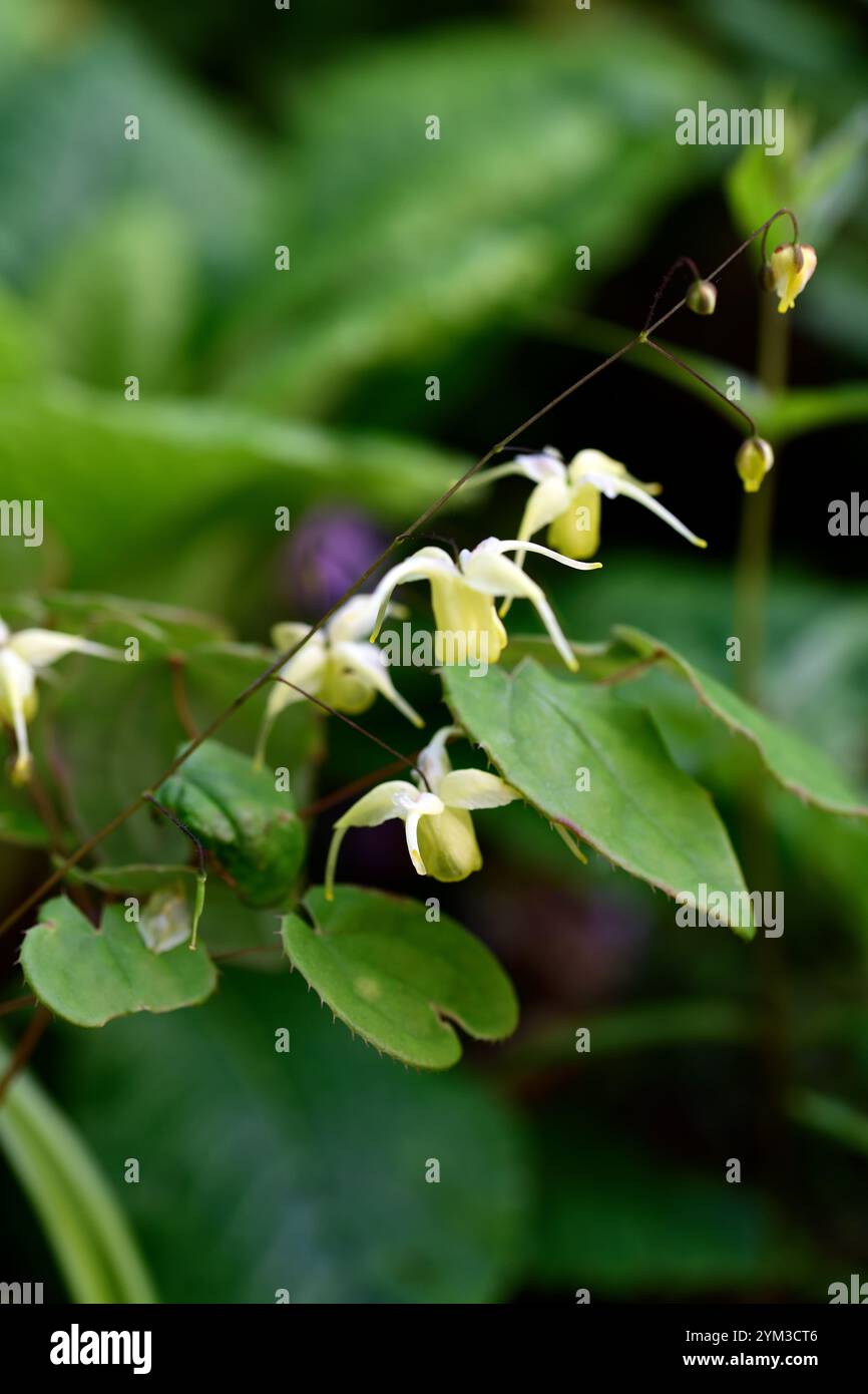 Epimedium Flowers of Sulphur,yellow flowers,woodland garden,perennials ...