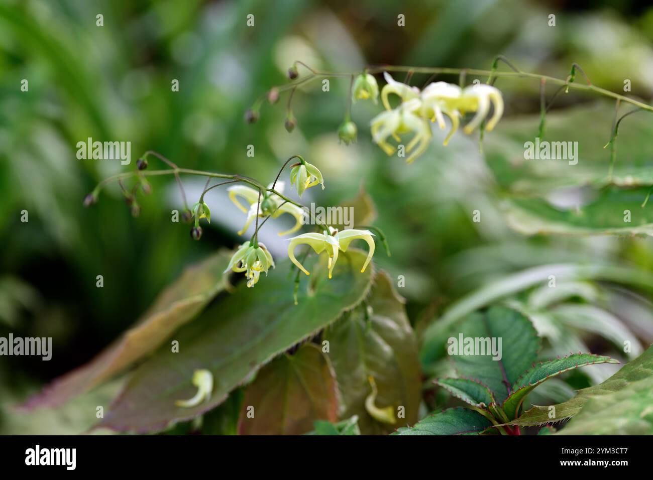 Epimedium franchetii Brimstone Butterfly,pale yellow flowers ...