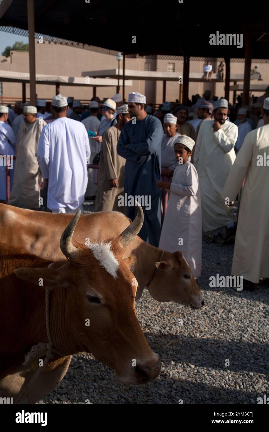 tethered cattle at nizwa livestock market oman middle east Stock Photo ...