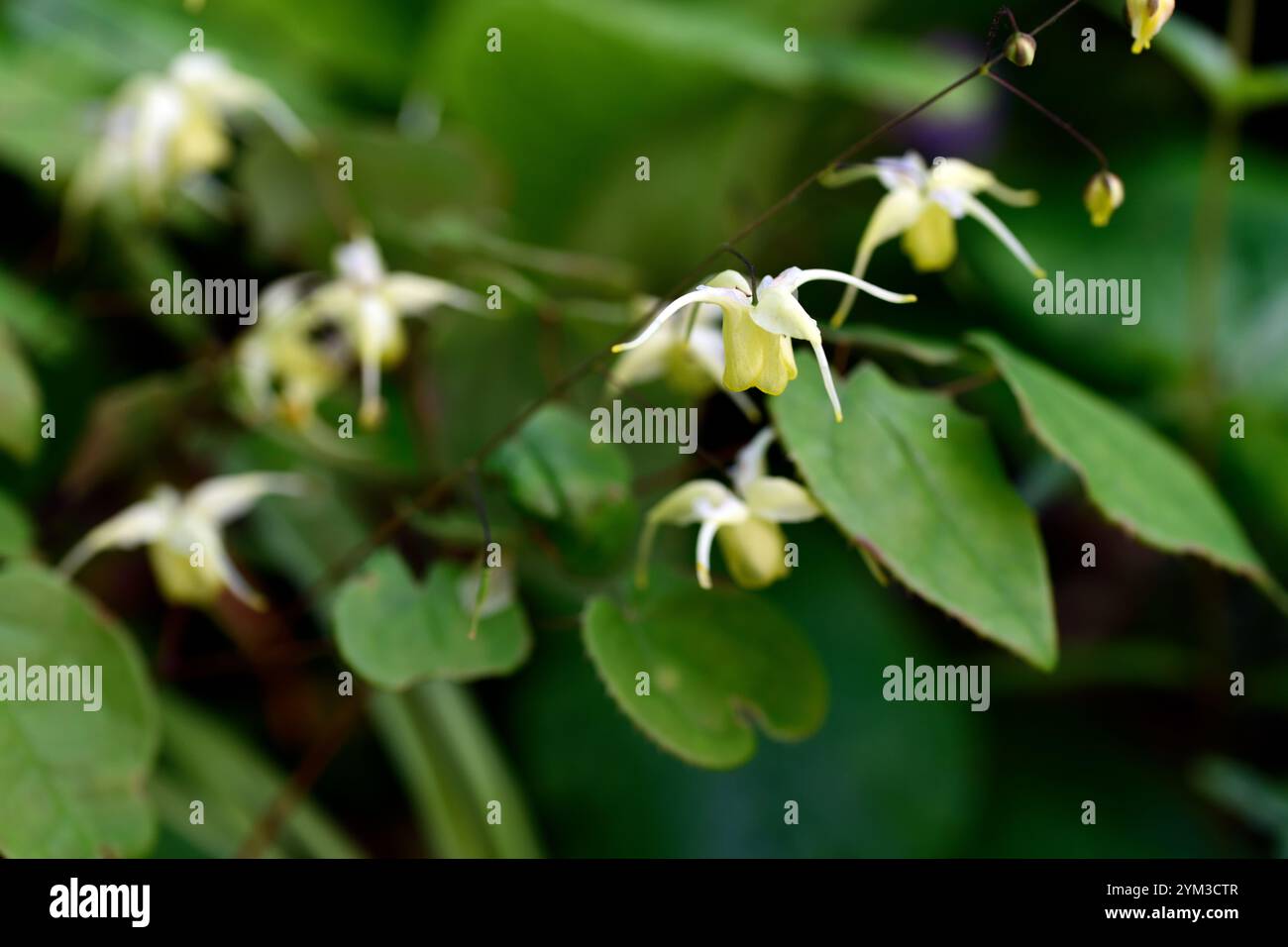 Epimedium Flowers of Sulphur,yellow flowers,woodland garden,perennials ...
