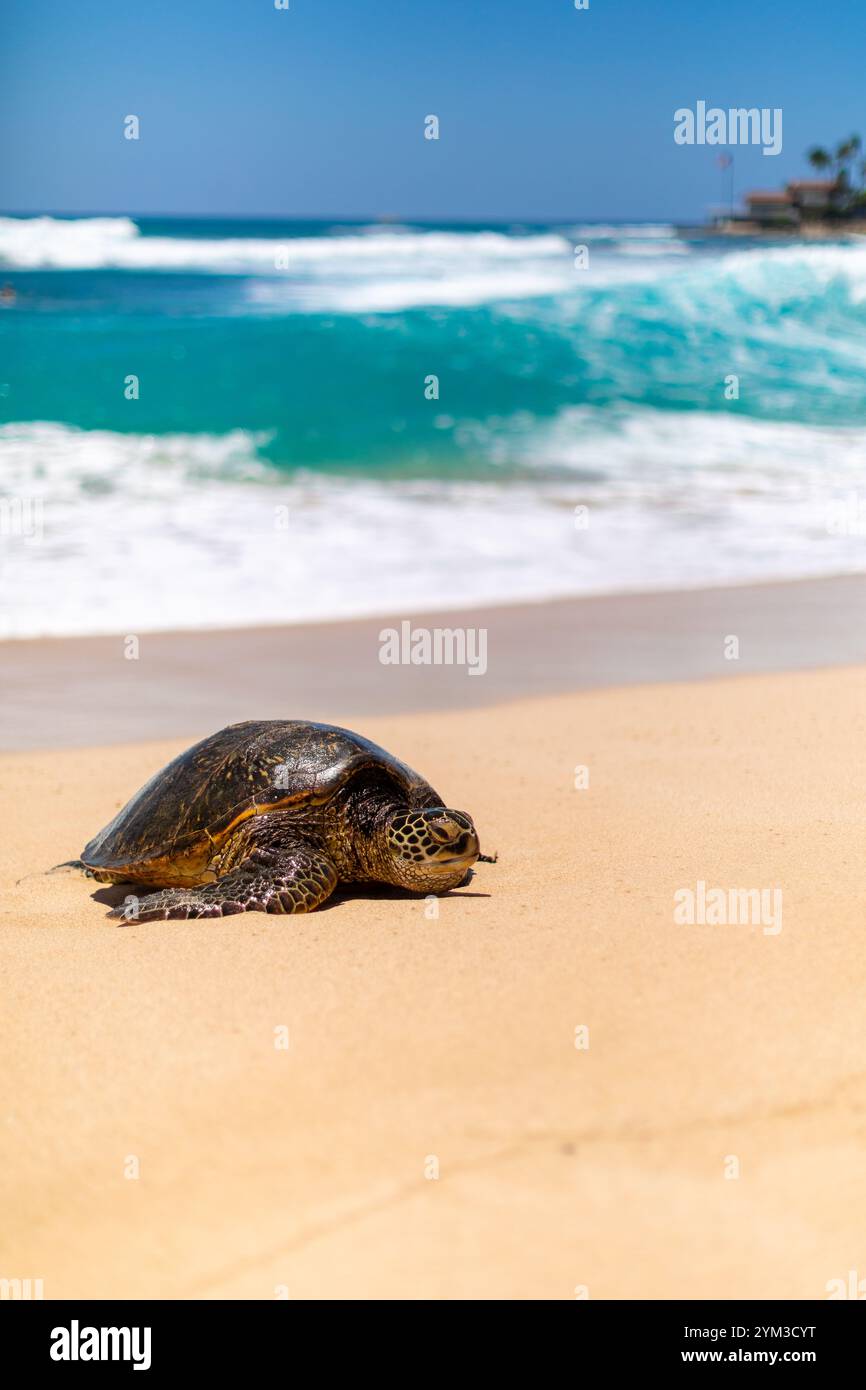 A green sea turtle relaxes in the tidal zone on Oahu's pristine beach ...