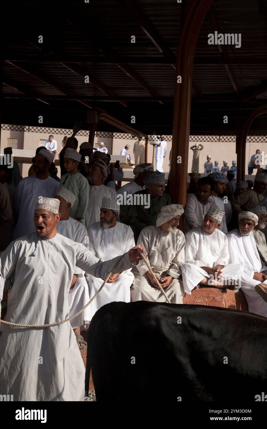 omani men watching cattle parading at nizwa livestock market oman ...