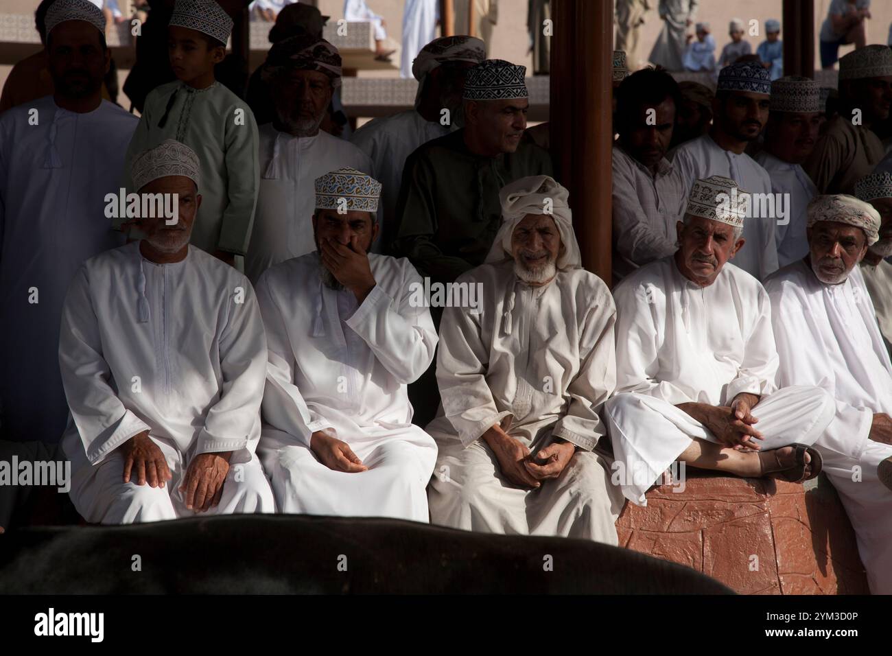 omani men watching cattle parading at nizwa livestock market oman ...