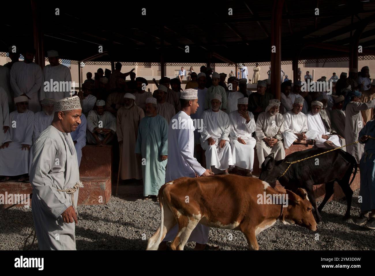 cattle parading at nizwa livestock market oman middle east Stock Photo ...