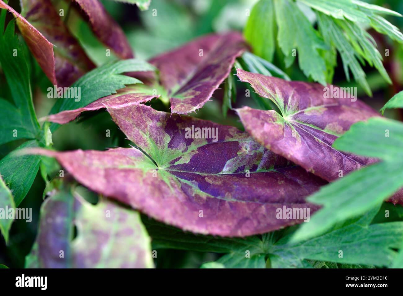 Epimedium Sagittatum Leaf