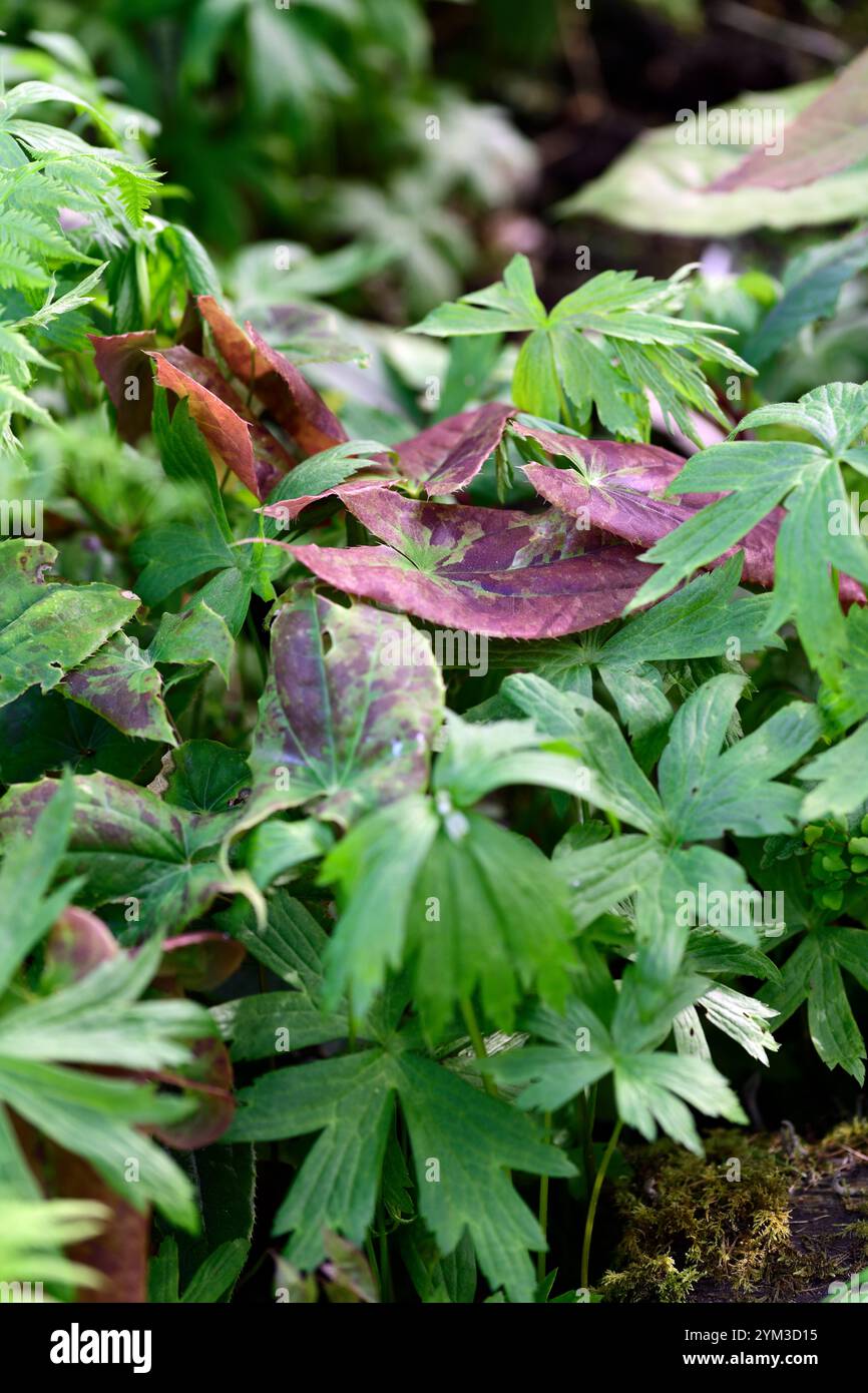 Epimedium Sagittatum Leaf