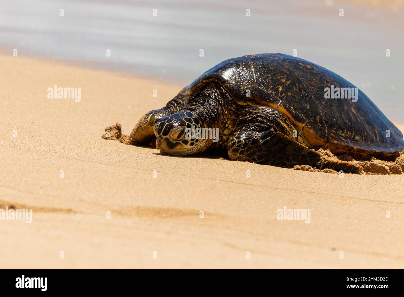 A Hawaiian green sea turtle rests as waves gently approach Stock Photo ...
