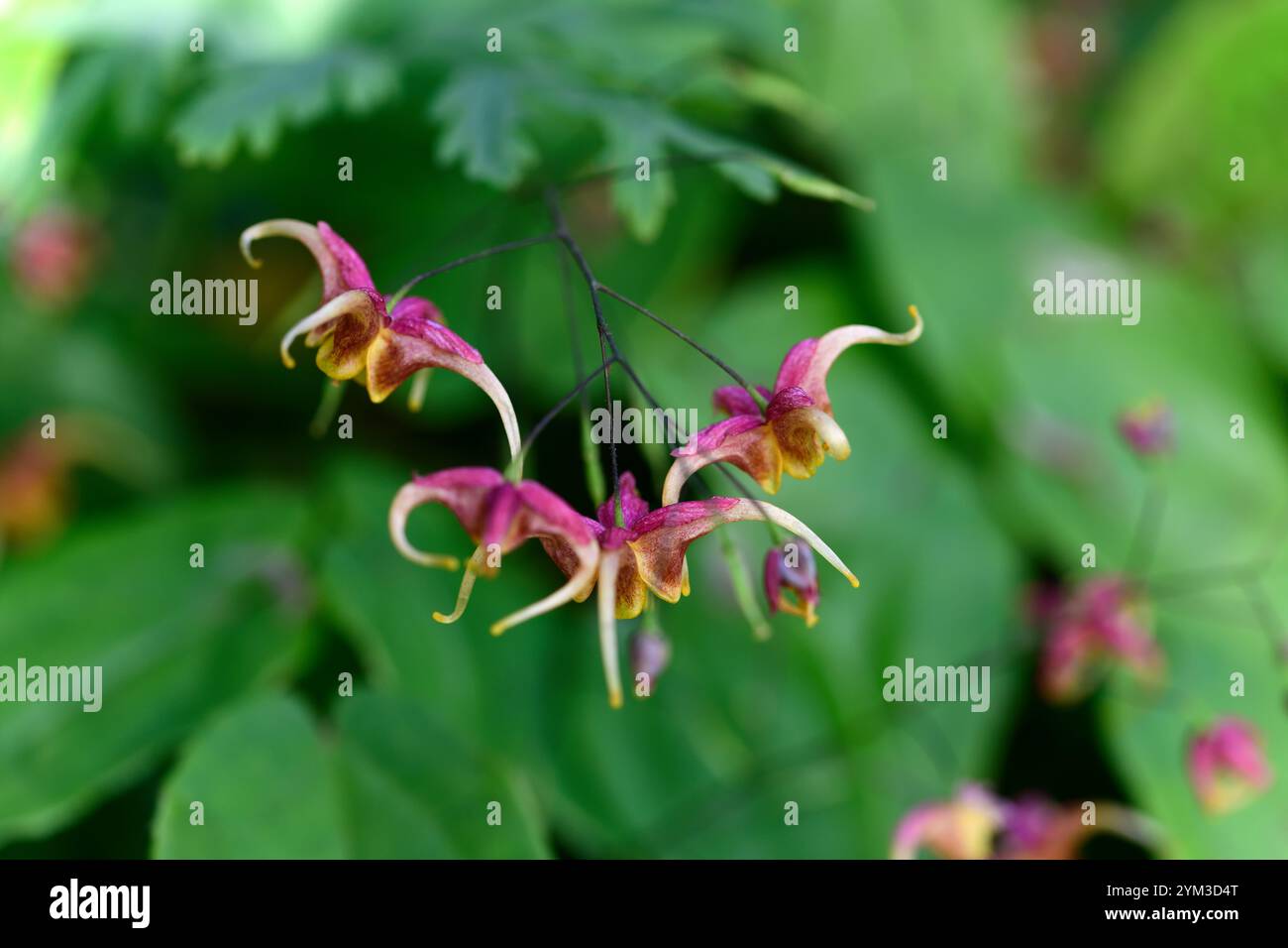 epimedium x omeiense akane,,orange yellow flowers,woodland,perennials ...