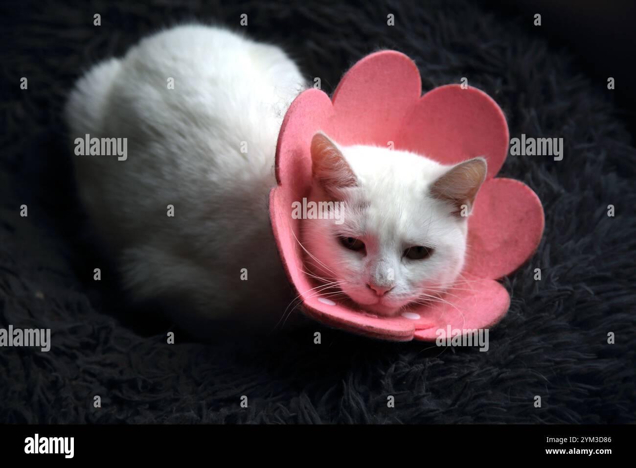 White Turkish Angora Mix Cat wearing a Cotton Flower Medical Collar to ...