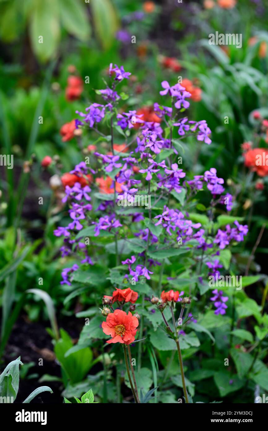 Geum Rubin,Lunaria annua,mixed planting scheme,mixed border,geum and ...