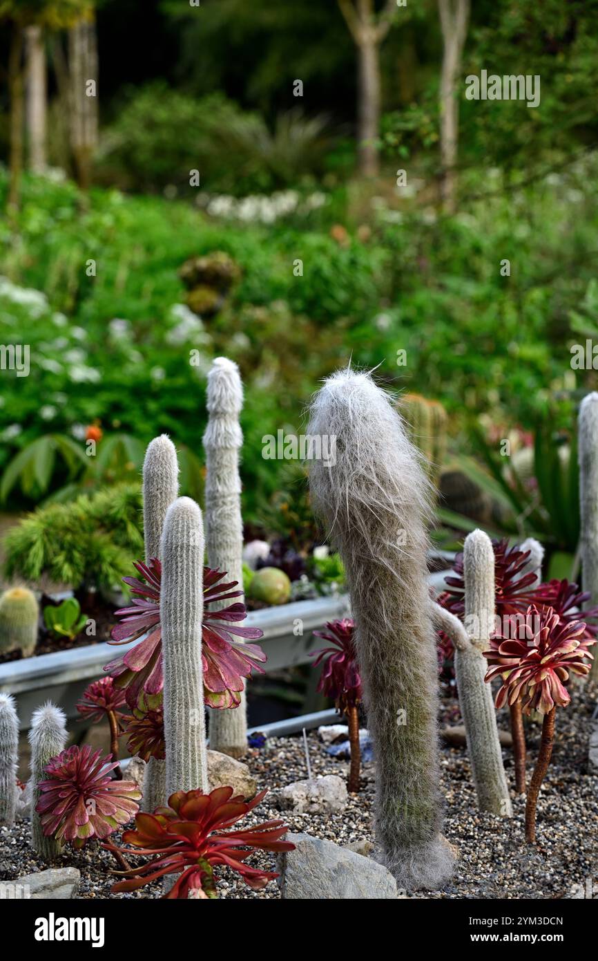 succulent display,succulents display,displays,unusual display,small pot ...