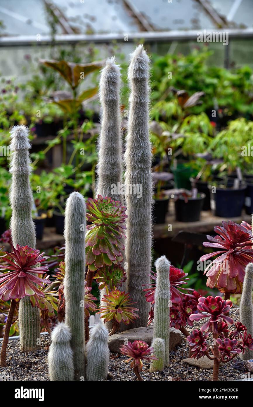 succulent display,succulents display,displays,unusual display,small pot ...