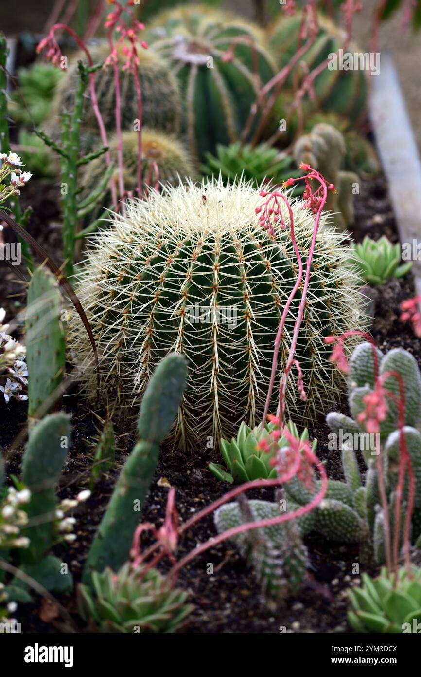 succulent display,succulents display,displays,unusual display,small pot ...