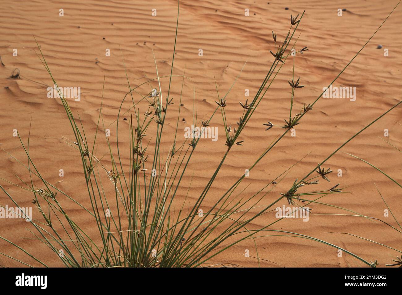 Plant juncus tenuis hi-res stock photography and images - Alamy