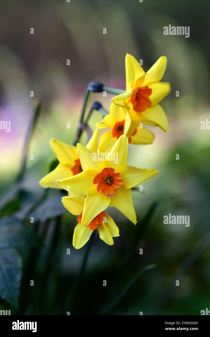 narcissus suzy, fragrant Jonquilla daffodil,yellow flowers,yellow daffodil,daffodil suzy,RM ...