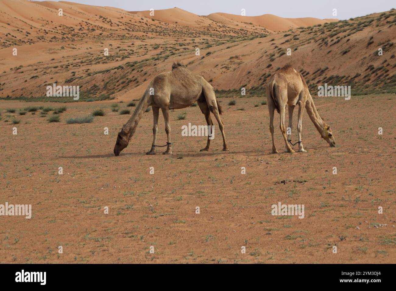 Arabian Camels (Dromedary) Grazing with front Legs Tied Together to ...
