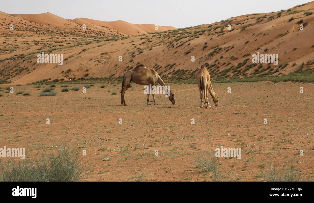 Arabian Camels (Dromedary) with front Legs Tied Together to Prevent ...