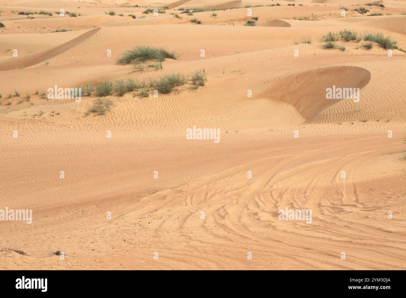 Desert Landscape with Slender Rush (Juncus Tenuis) Wahiba Sands Oman ...