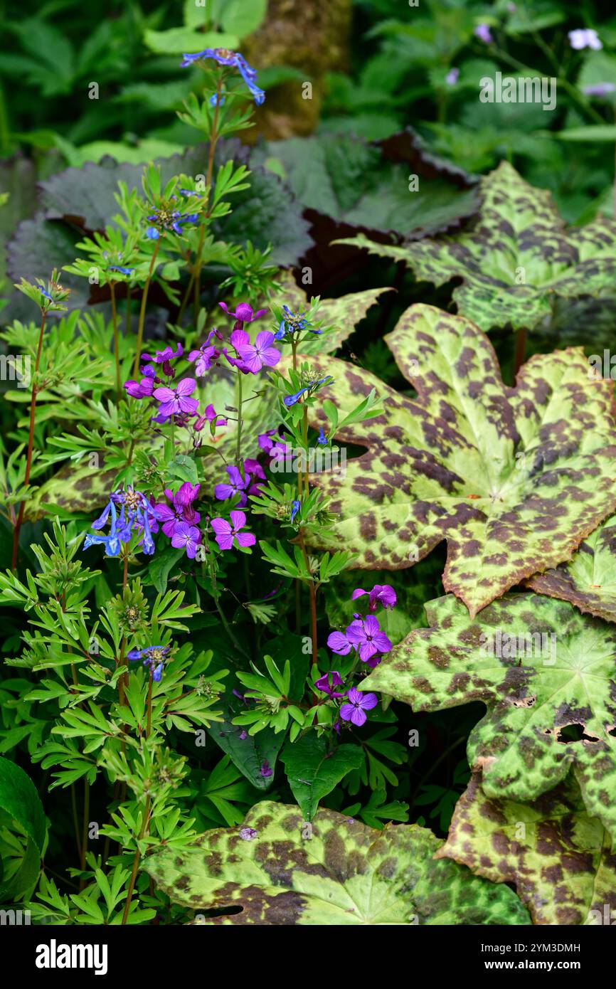 podophyllum spotty dotty,corydalis spinners,lunaria annua,leaves ...