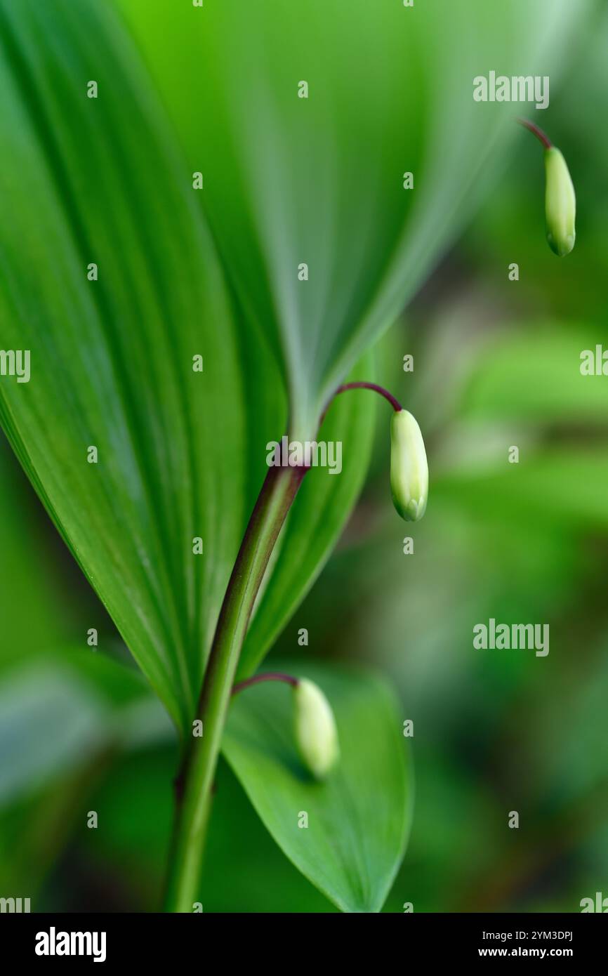 polygonatum glaberrimum,foliage,leaves,shade,shady,shaded,perennial ...