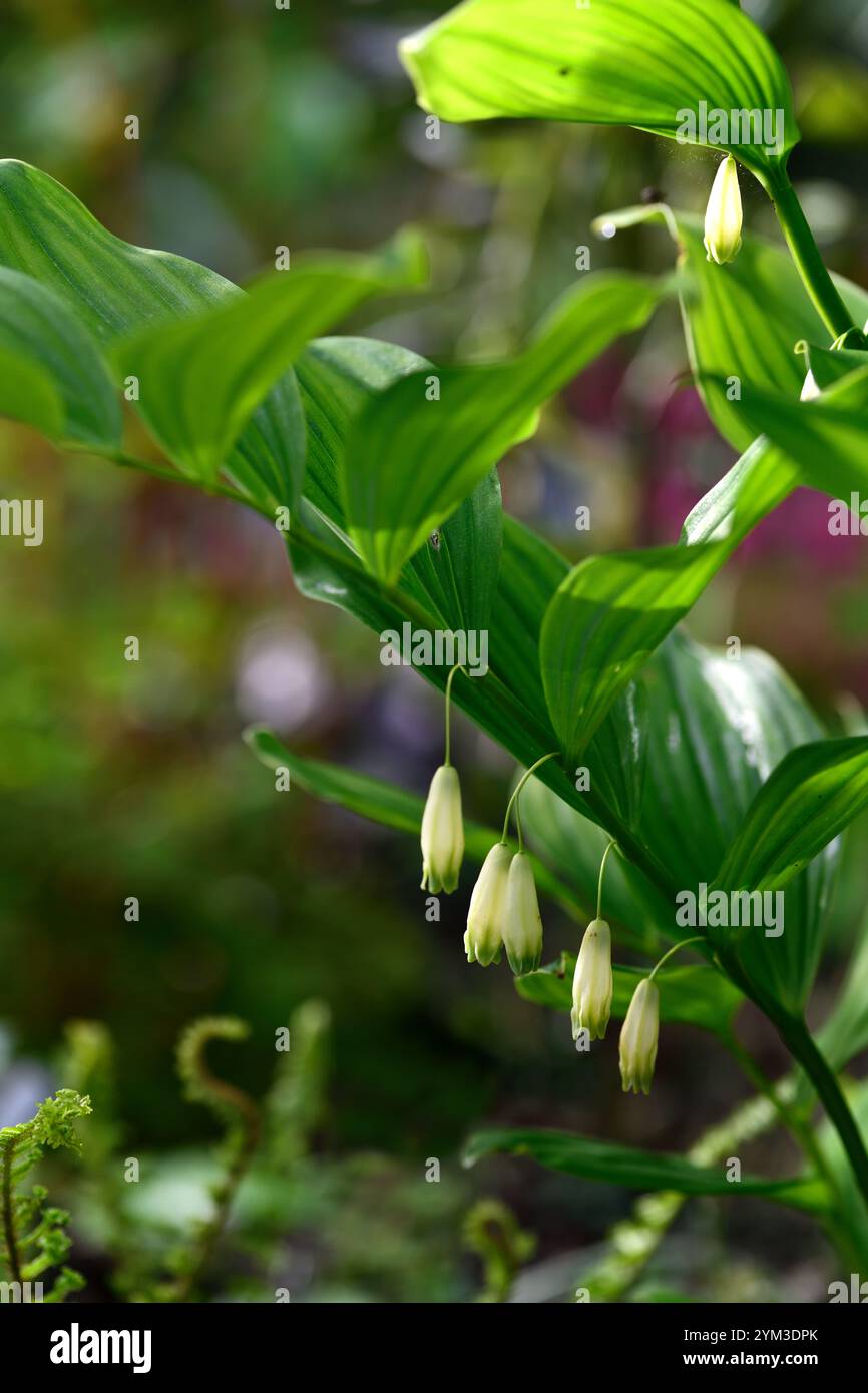 polygonatum falcatum ex Koen Van Poucke,white flowers,leaves,foliage ...
