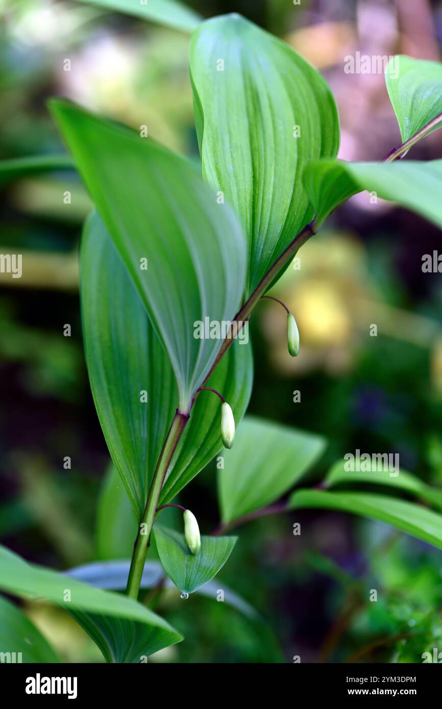 polygonatum glaberrimum,foliage,leaves,shade,shady,shaded,perennial ...